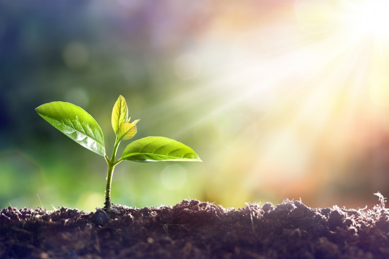 Nurturing the Seed | Kids Brain Health Network - Réseau pour la santé ...
